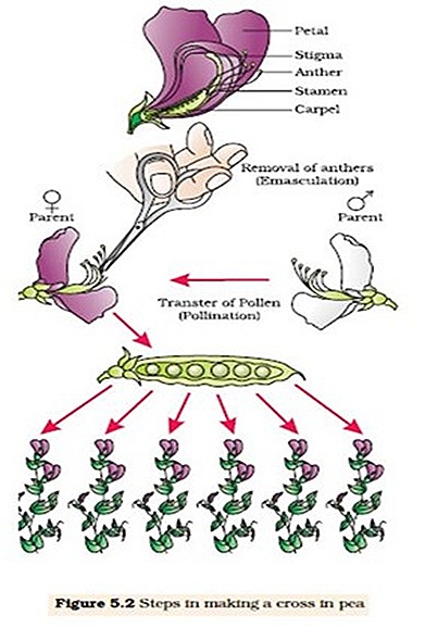Hybridisation-Principles | BIOZOOM